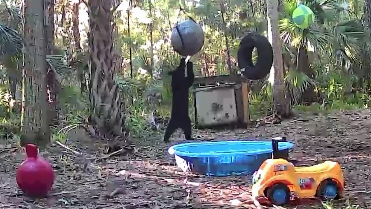 Bear Cub Has A 'Beary' Good Time In Playground - YouTube