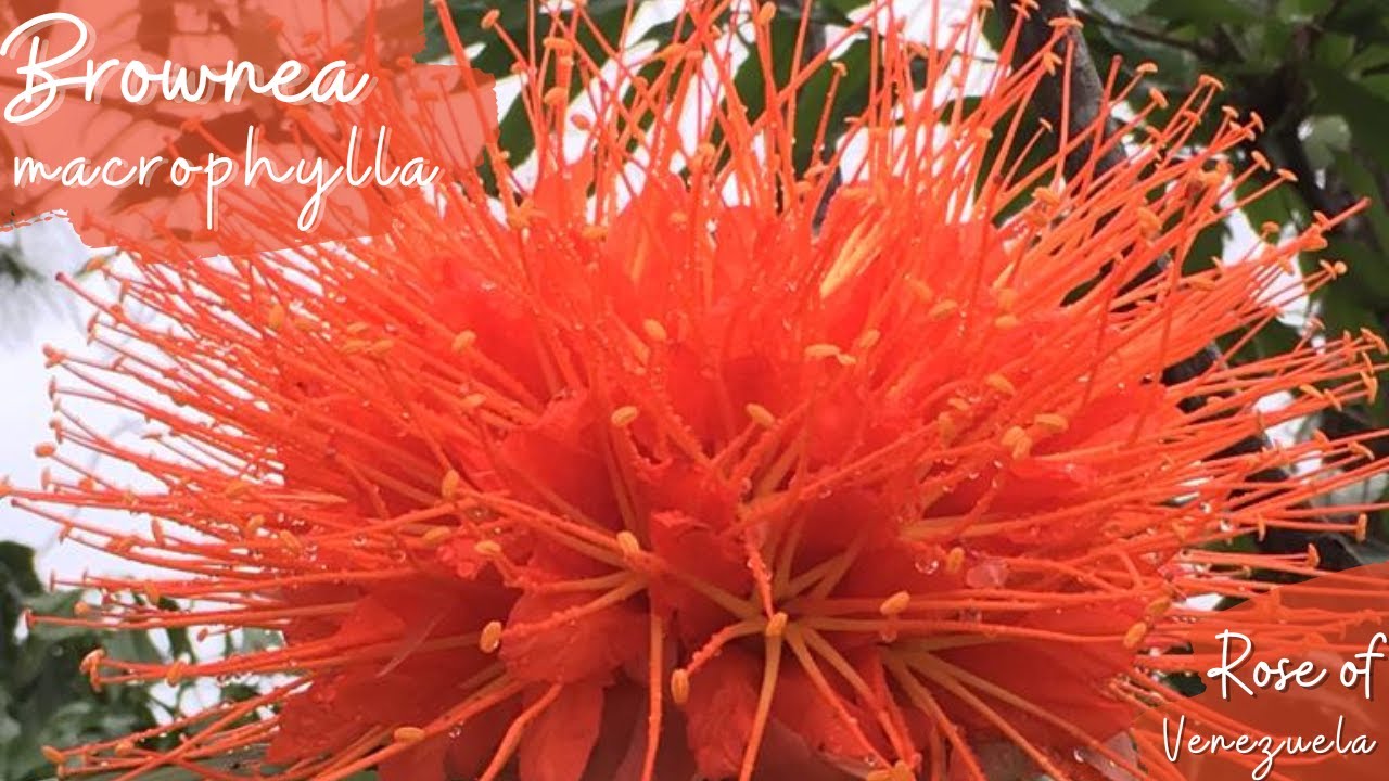 Brownea macrophylla - The Rose of Venezuela | Gardino Nursery - YouTube