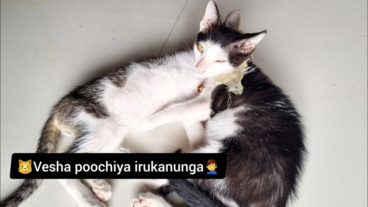 😼Nambha pechaiye mathika matenranunga🤗 | Dei Garlic😡 #cat #shorts # ...