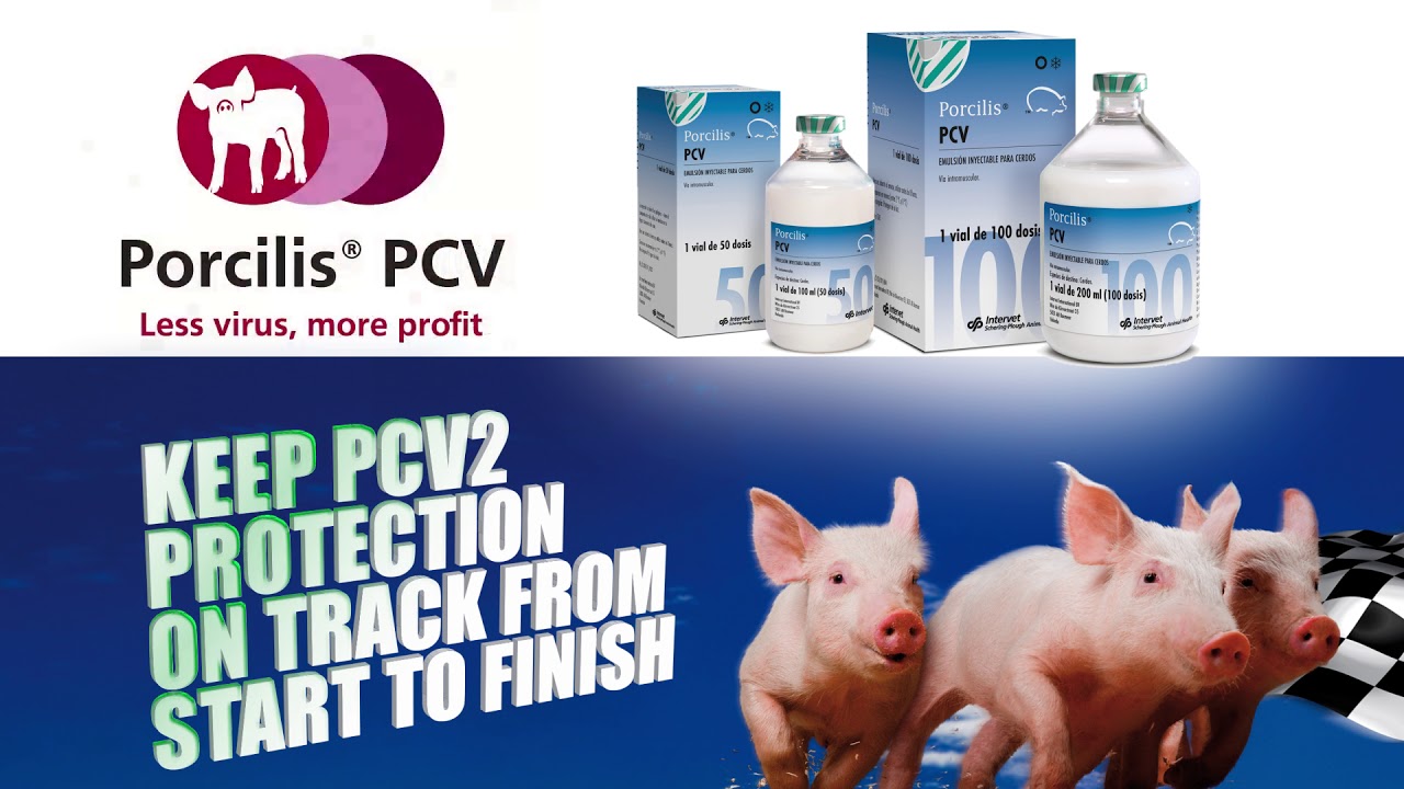 PCV Vaccine The Total Solution - MSD Animal Health - YouTube