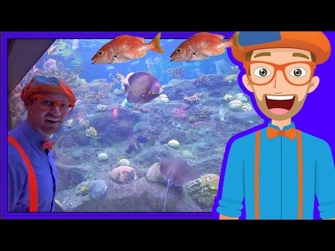 Animals for Children with Blippi | The Sting Ray and Fish! - YouTube