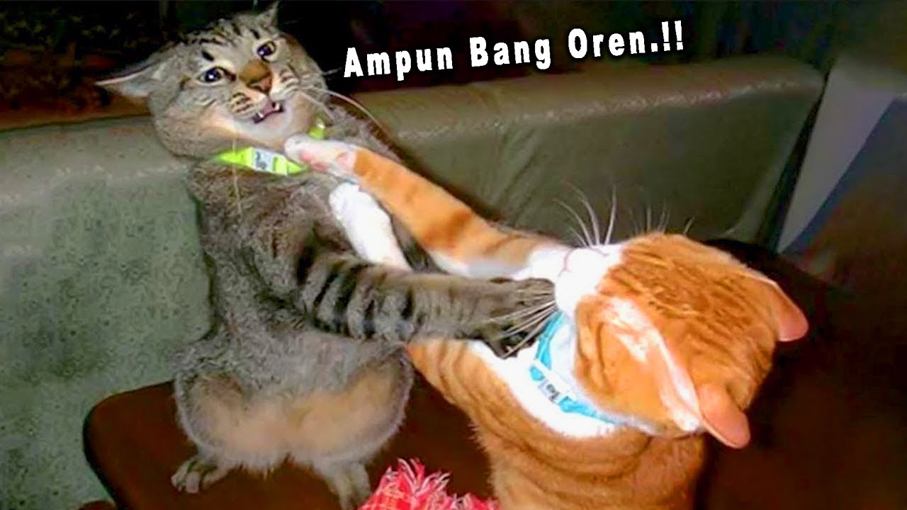 NGAKAK 😂 10 Menit Kompilasi Video Kucing Lucu Banget Bikin Ngakak Sakit ...
