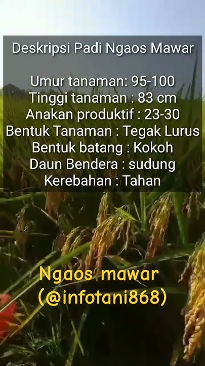 padi ngaos mawar #shorts #padiunggul - YouTube