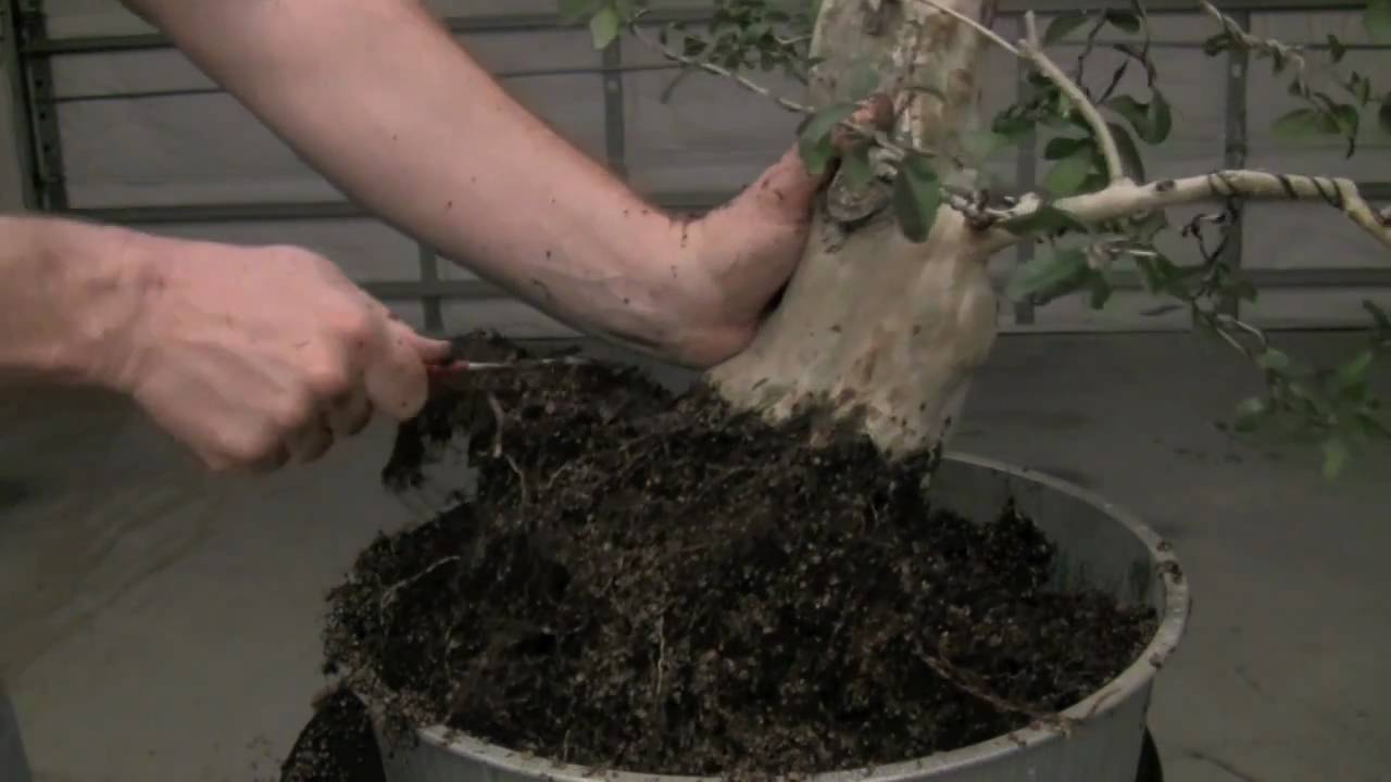 How to Bonsai - Root Raking Preparing for Repotting - YouTube