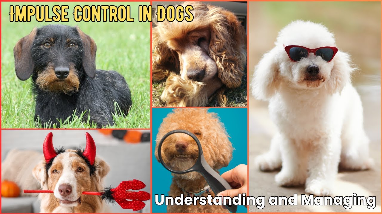 Understanding and Managing Impulse Control in Dogs | V199 | Dogs | Dog ...