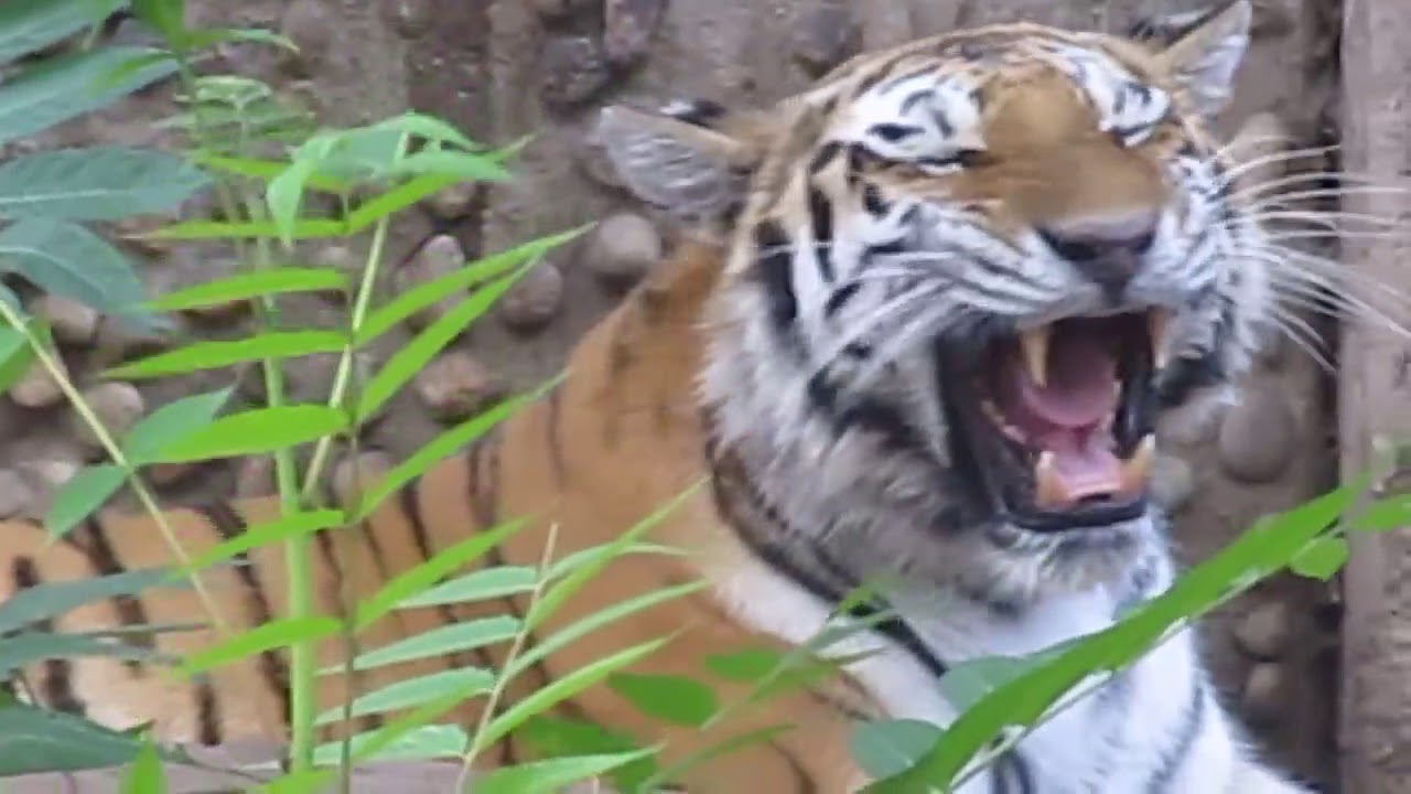 Cute Tiger Meow @ the Denver Zoo, August 24, 2012 - YouTube