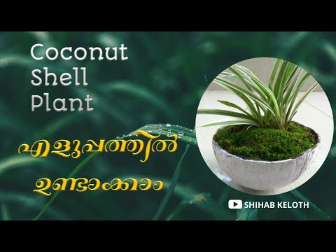 How to make Coconut Shell Plant ഭംഗിയുള്ള ചെടിയും ചട്ടിയും @ - YouTube