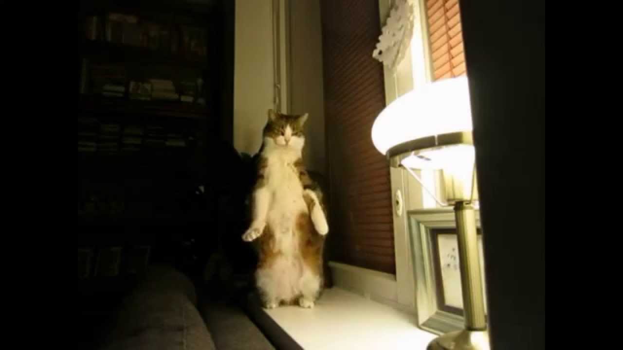 Cat's vertical "elevator" stretch compilation - YouTube