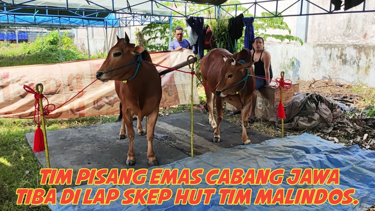Karapan Sapi Tim Pisang Emas Cabang Jawa Tiba Di Lap Skep Bersiap ...
