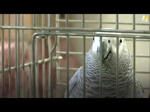 Namaz qılan papuqay