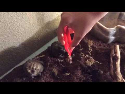 Sonoran desert toad eat mice! - YouTube