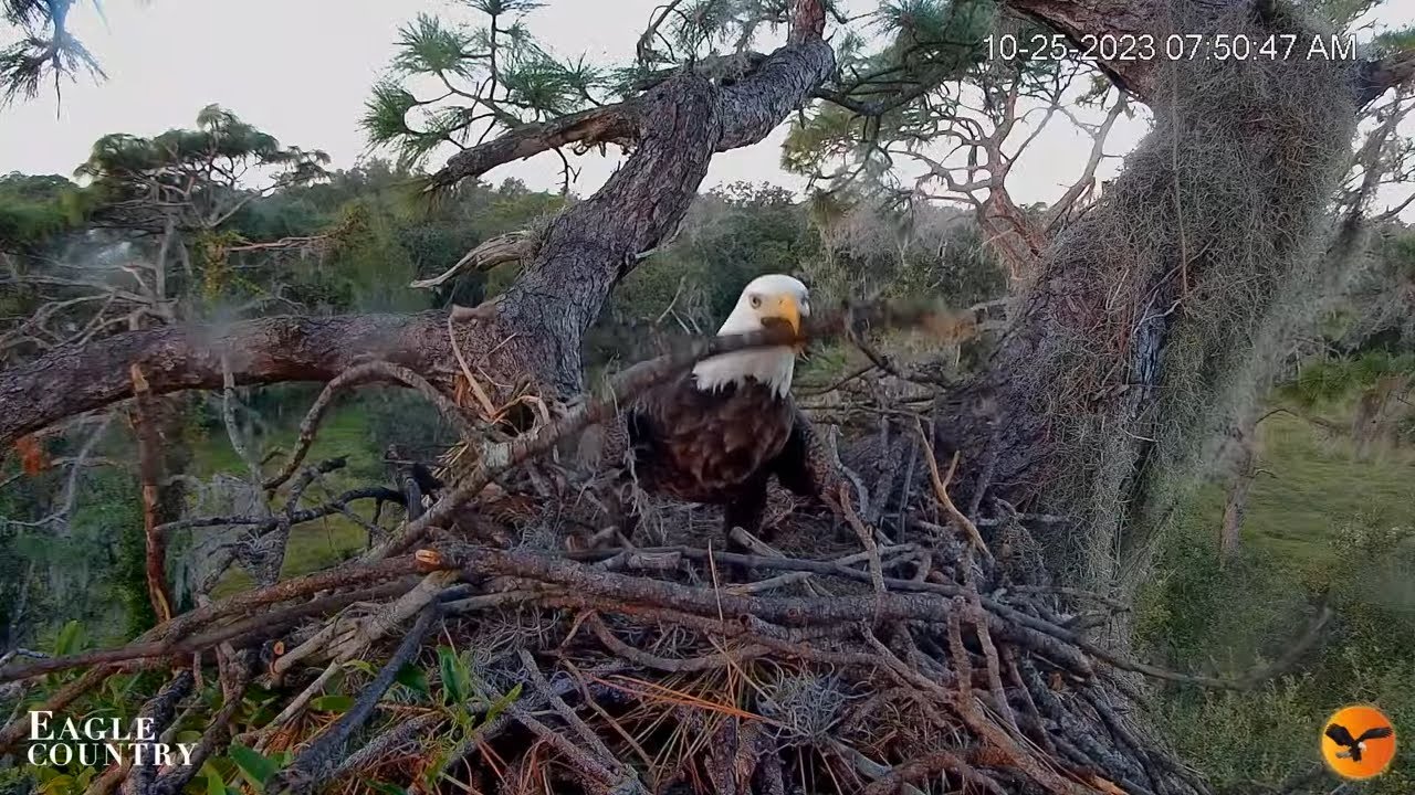 Blazer fight with a huge twig Eagle Country Eagle Country Multi-View ...