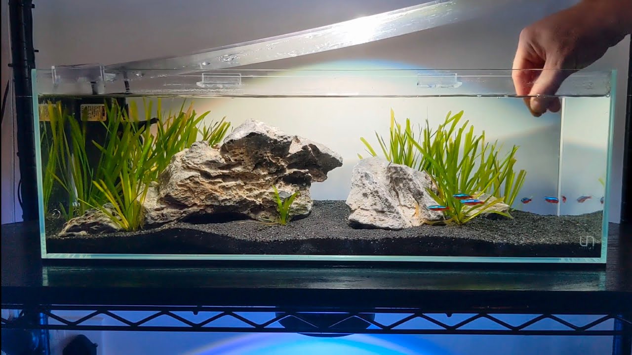 LONG STYLE AQUASCAPE - Community Planted Fish Tank - UNS 60 long - YouTube