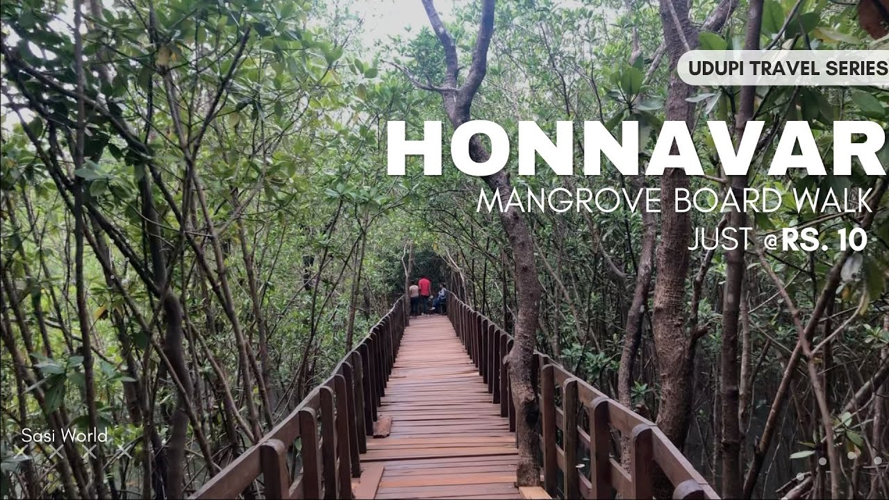Honnavar Guide | Places to see | Honnavara | Mangrove Board Walk | Just ...