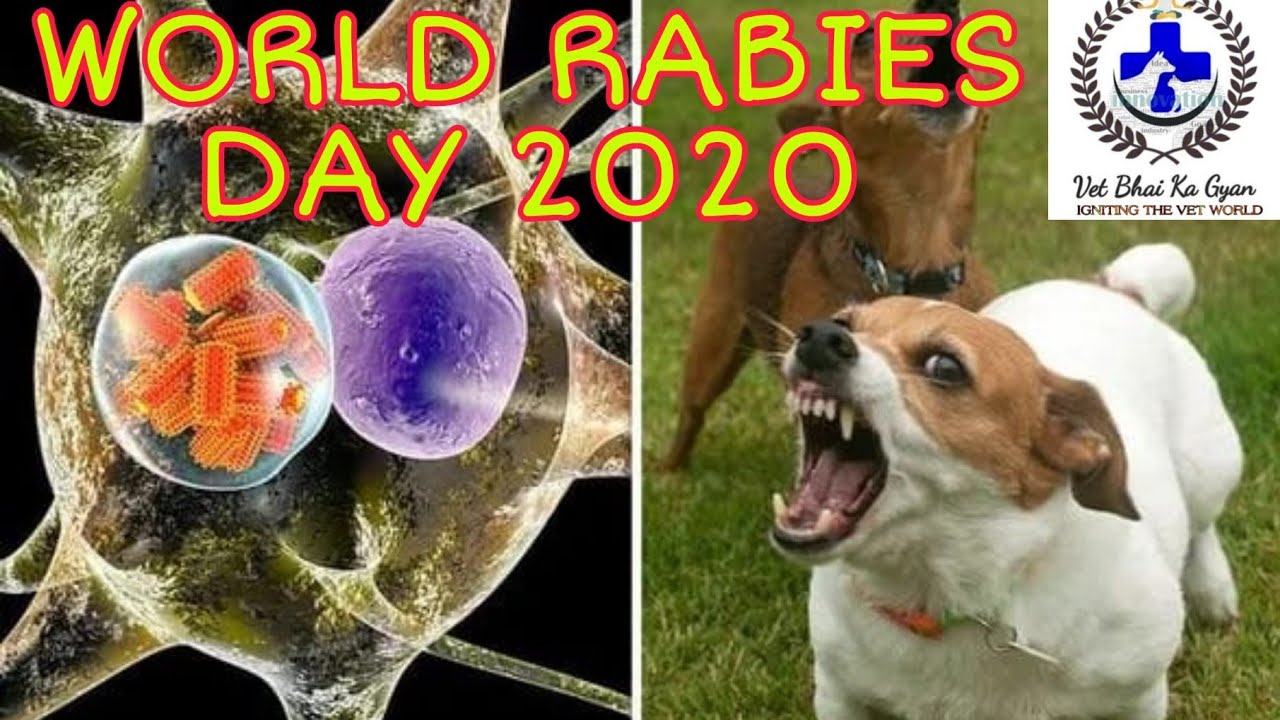 WORLD RABIES DAY 2020 ( AMAZING FACTS) - YouTube