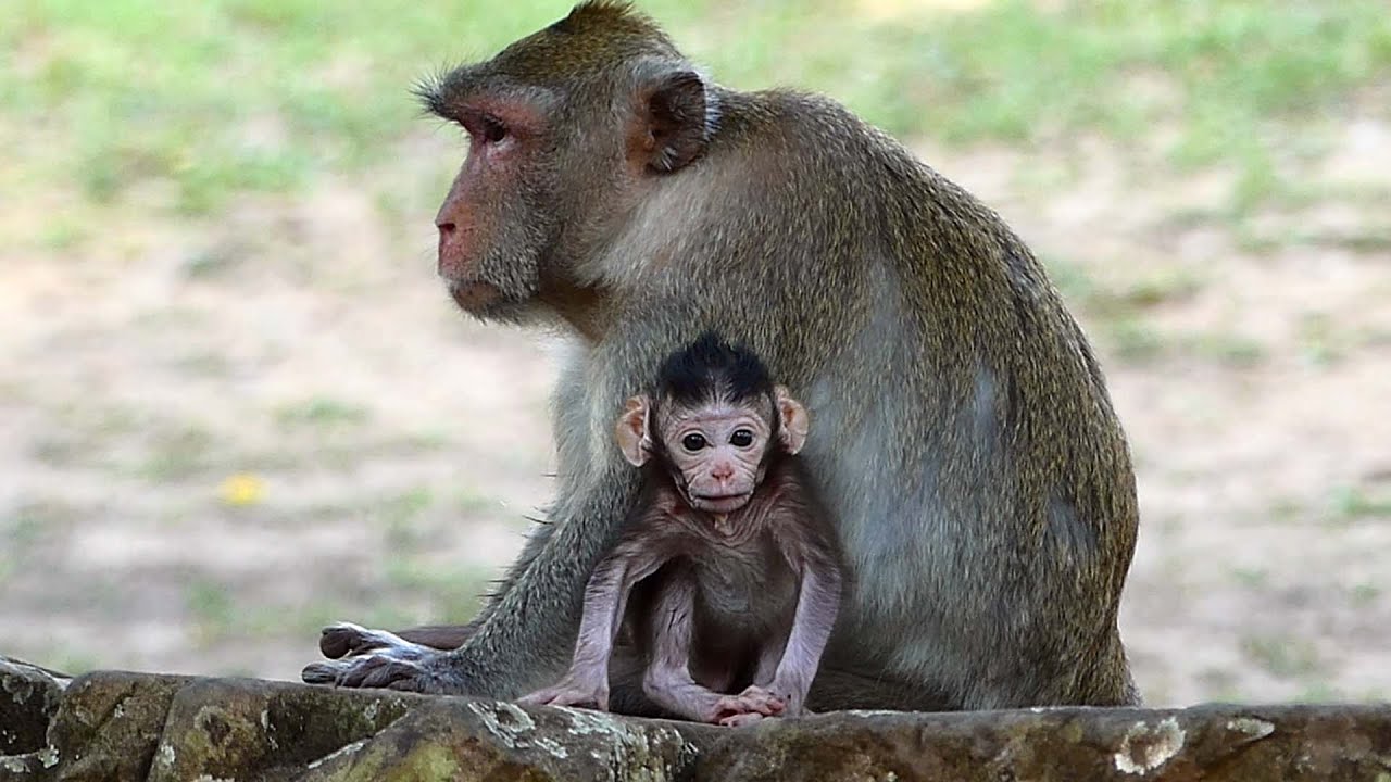 Adorable baby monkey Jonna look very beautiful with active near mom ...