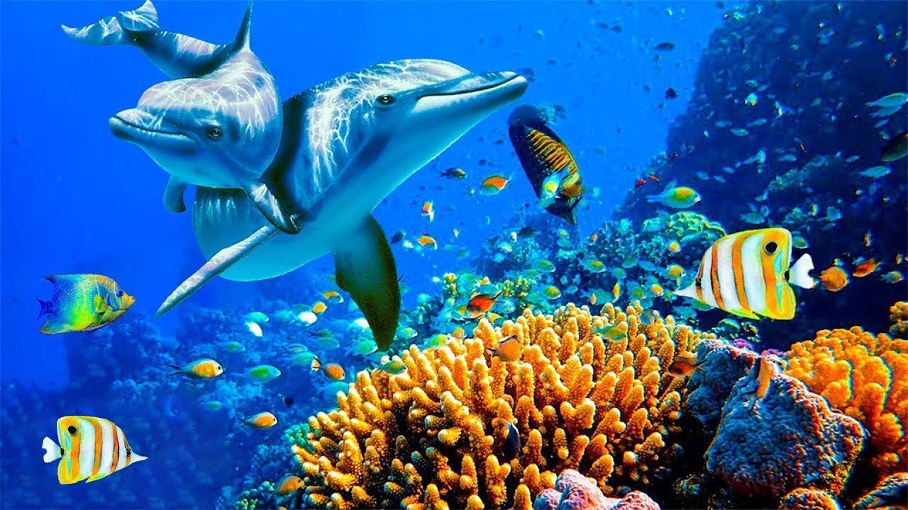 1 Hours of Stunning Aquarium Relax Music, Beautiful Aquarium Coral Reef ...