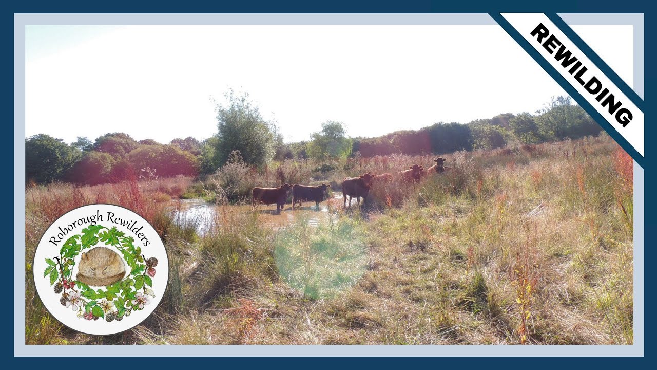 Local Rewilding Group Presentation - CATTLE & PONDS (info snip 8) - YouTube