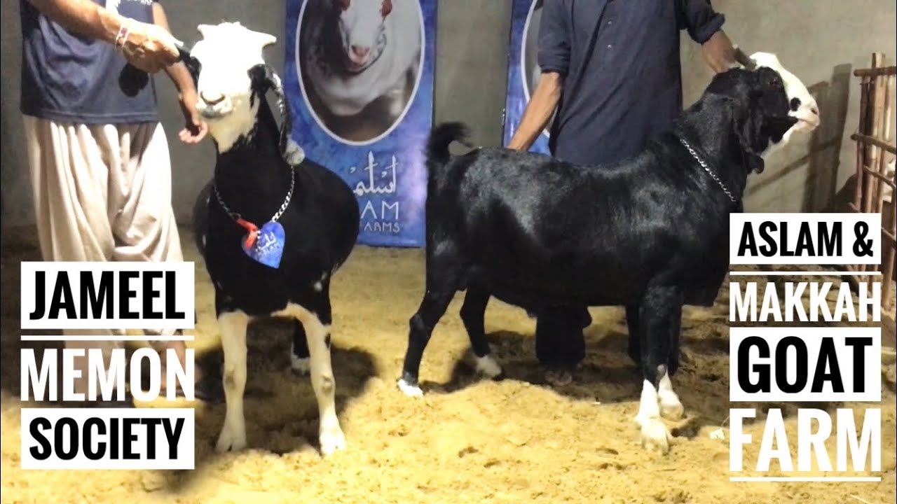 Aslam & Makkah Beautiful Tapra bakra Collection | Bakra Eid 2021 | Best ...