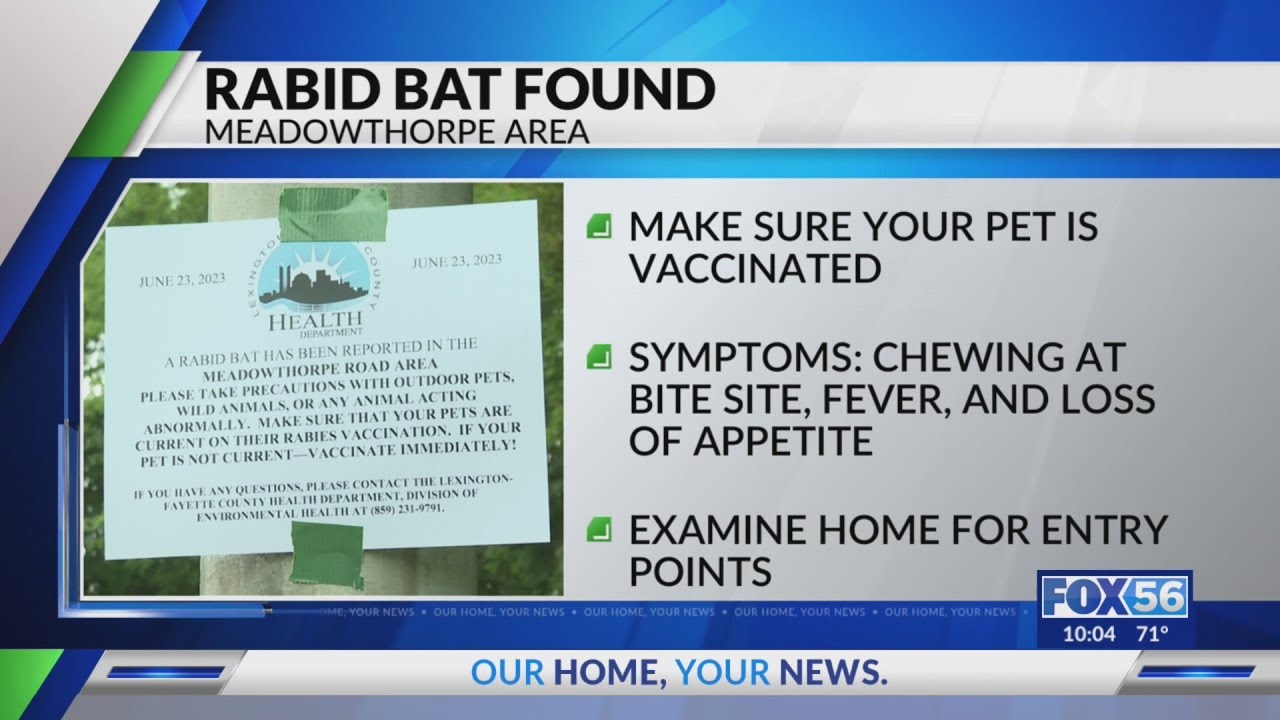 Bat tests positive for rabies in Lexington - YouTube