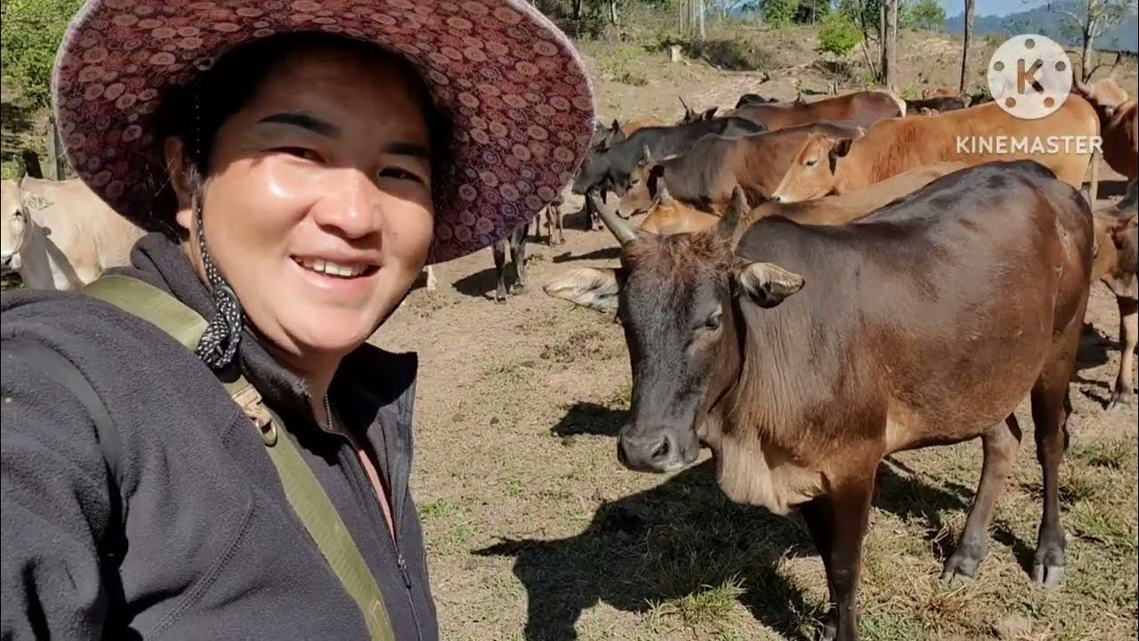 kuv txiv tsev wb saib nyuj nco wb heev 8 ມັງກອນ 2025 - YouTube