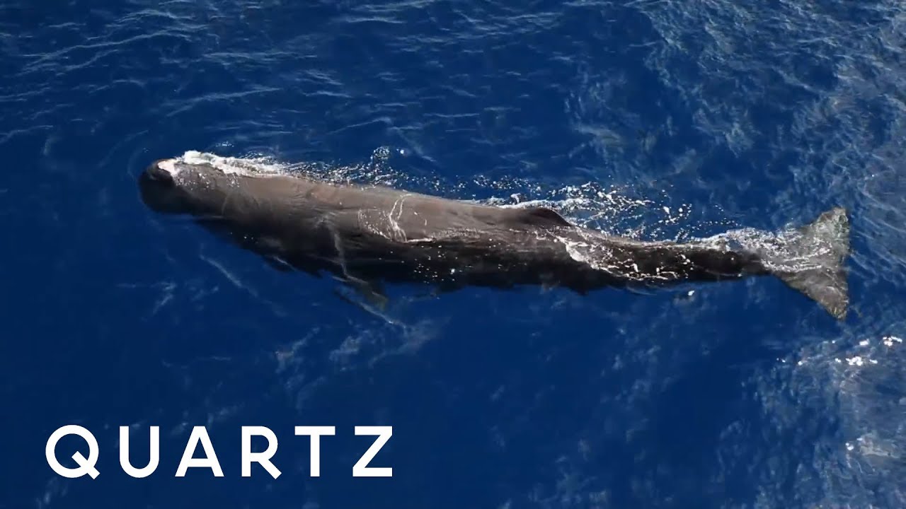 A drone that catches whale snot, for science - YouTube