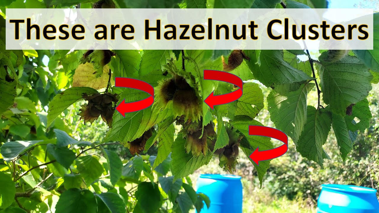 The Great Hazelnut Harvest 2024 I Picking Nuts on an Iowa Nut Farm ...