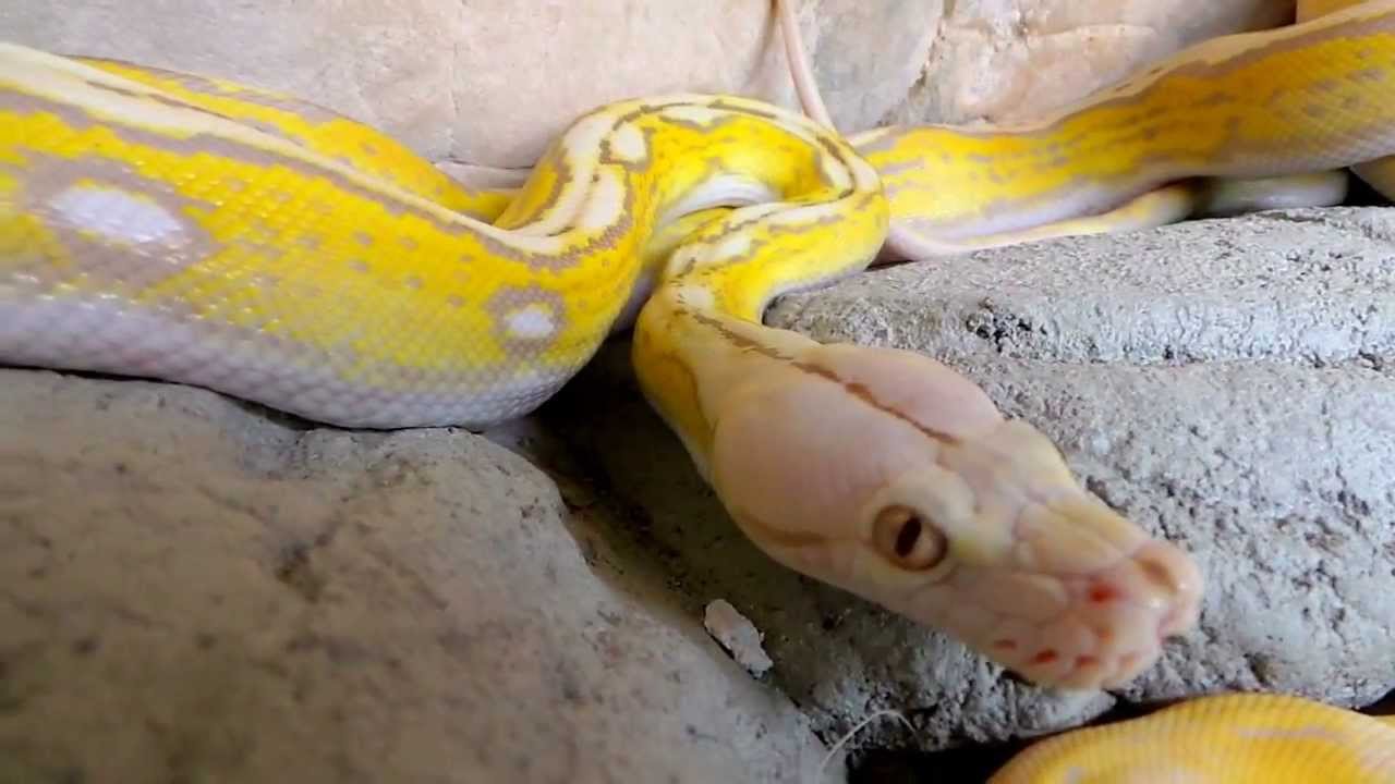 Amazing Albino Snakes - YouTube