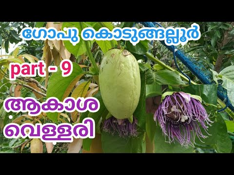ആകാശവെള്ളരി | AKASA VELLARI | GOPU KODUNGALLUR | GIANT GRANADILLA ...