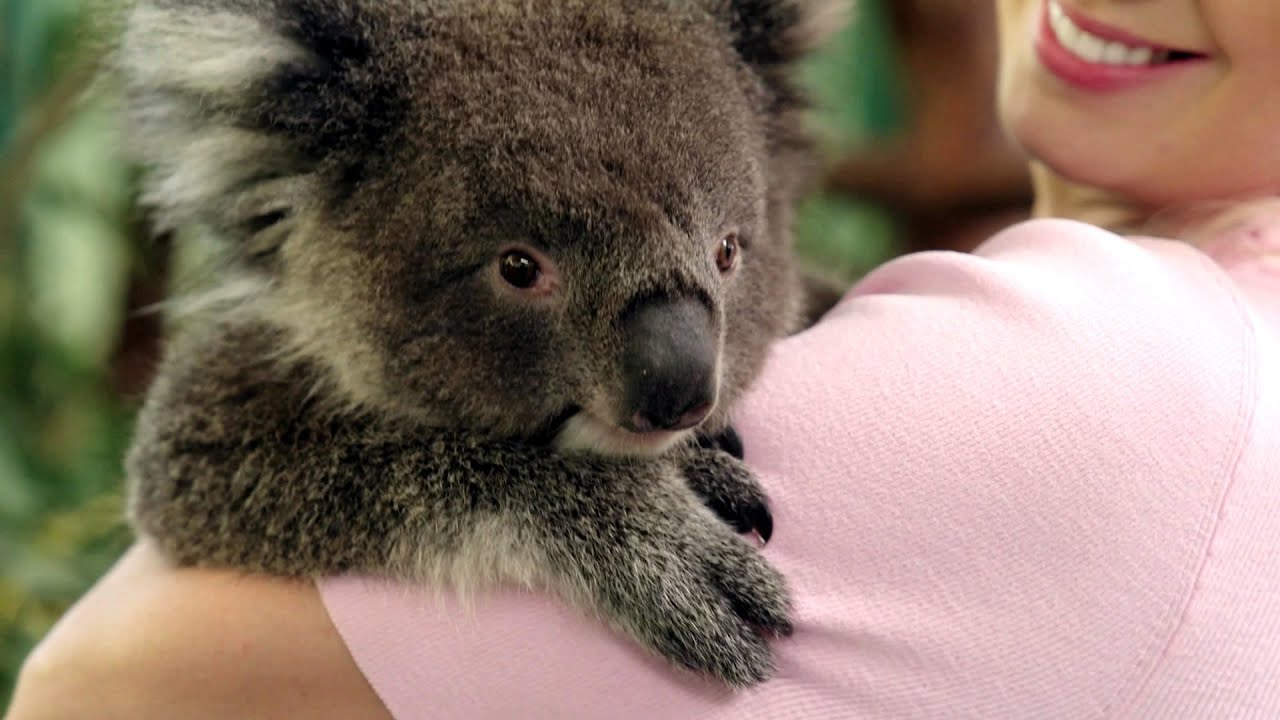 Christmas in WA - Koala Cuddles at Caversham Park - YouTube