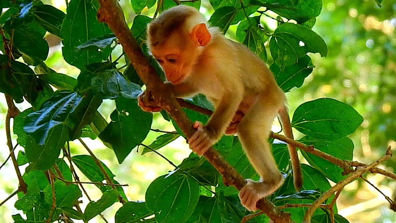 Monkey Jovi enjoys joining with other monkeys - YouTube