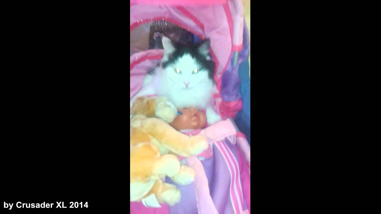 "Flauschi"!! Unsere Katze - "Flauschi!" Our Cat by Crusader XL - YouTube