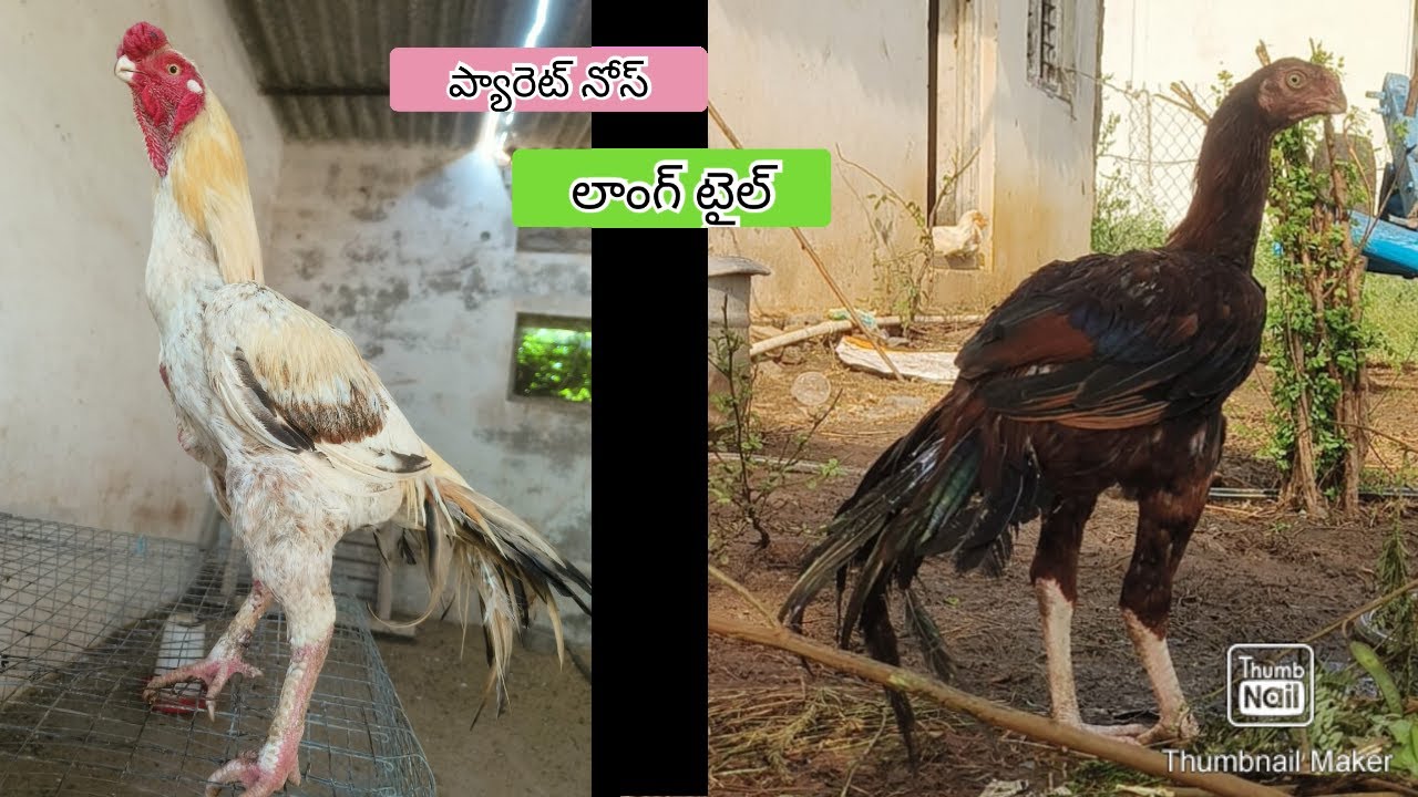 Parrot Beak Long Tail Rooster | 7780724400 | Chicks | Video 2530 ...