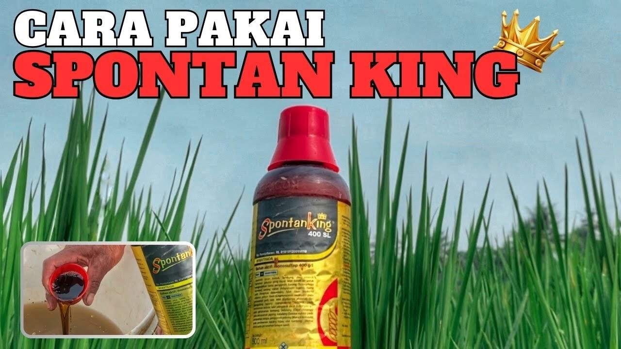 Dosis Insektisida spontan king 400sl untuk mengendalikan hama ulat ...