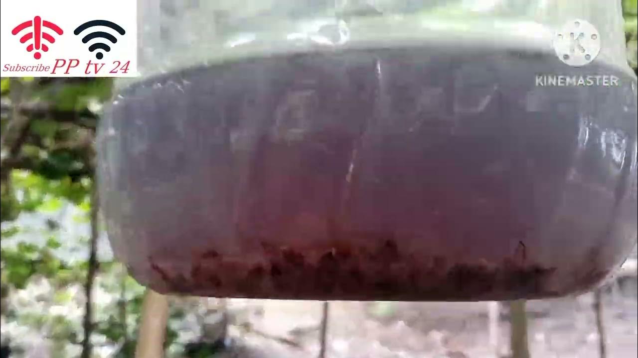 আমাদের সবজি বাগান pptv 24 - YouTube