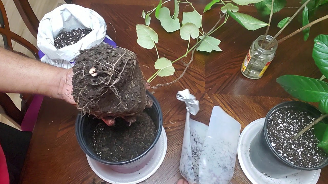 Up Potting grapevine air layer & loquat cuttings - YouTube