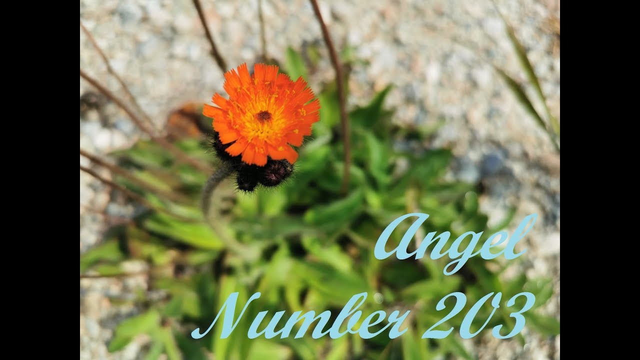 203 Angel Number - Meaning, Significance & Purpose - YouTube