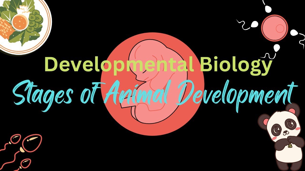 Developmental Biology l Stages of Animal Development #csirnet# ...