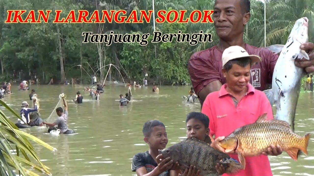 Mantap...!!Jala Ikan di Sumpu Mati SOLOK TANJUNG BERINGIN #ikanlarangan ...