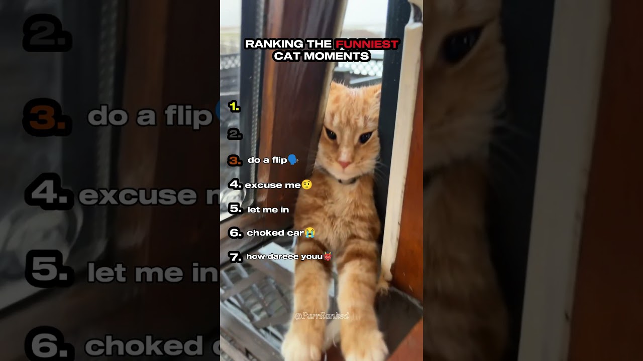 Ranking the Funniest Cat Moments Part 3 - Cat World News