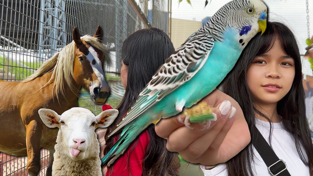 Adorable Animals at The State Fair 🦜🐢 - YouTube