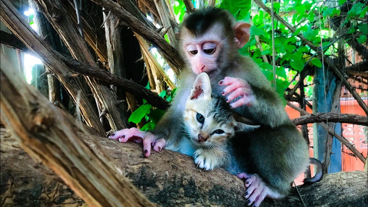 Such a beautiful baby monkey Ella with baby kitty - YouTube