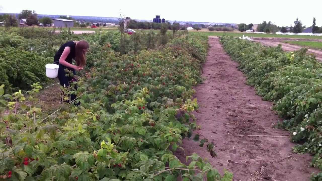 Raspberry picking - YouTube