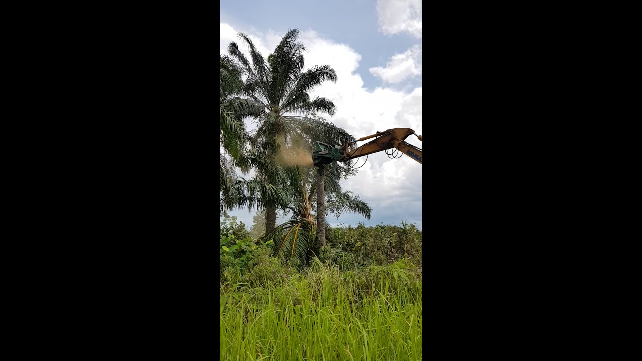 Excavator Mulching Oil Palm Tree - YouTube