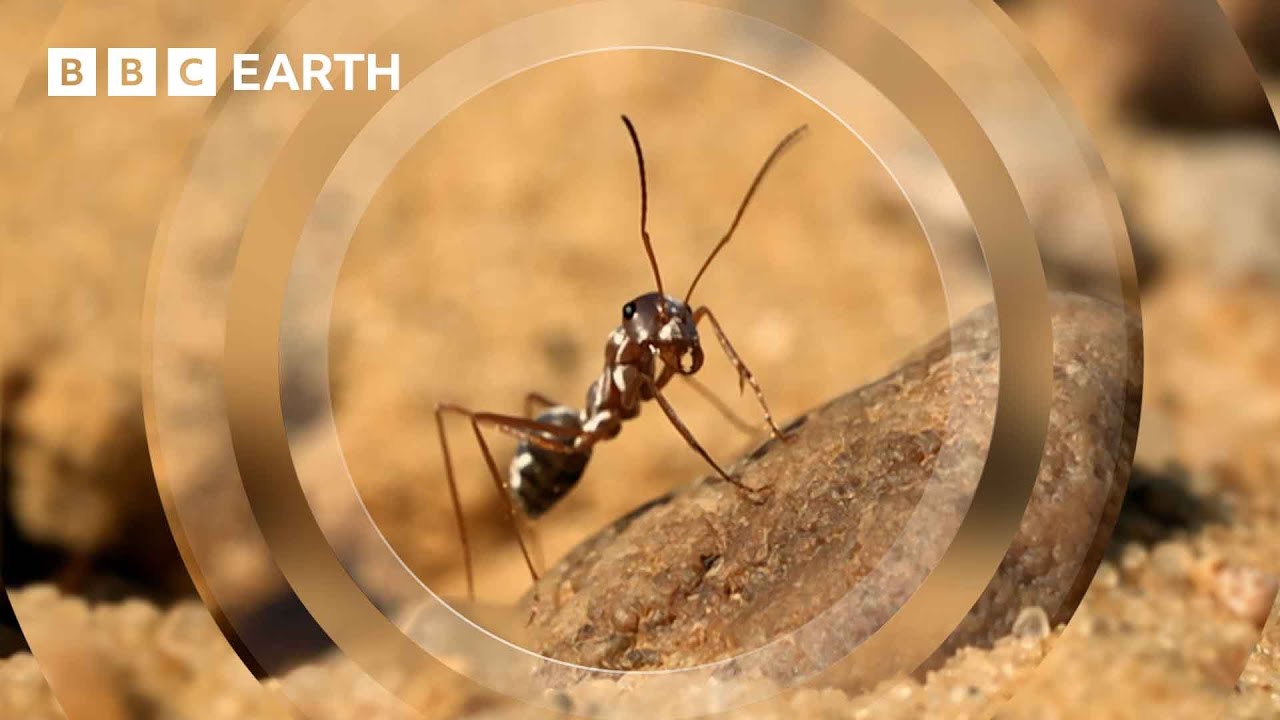 The Fastest Ant on Earth | Earth's Great Seasons | BBC Earth - YouTube