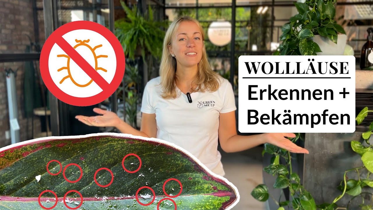 Wollläuse/Schmierläuse an Zimmerpflanzen: Erkennen, loswerden ...