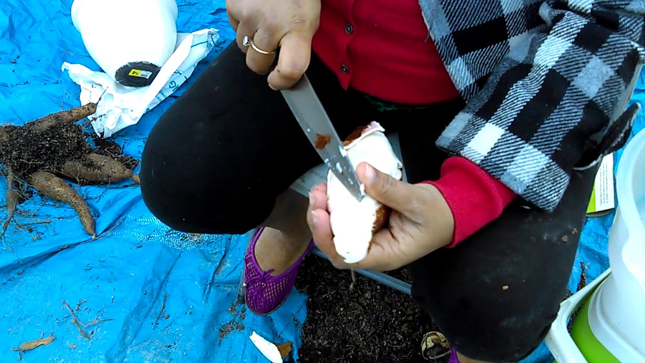 How to Store Cassava After Harvesting Part 1 - YouTube