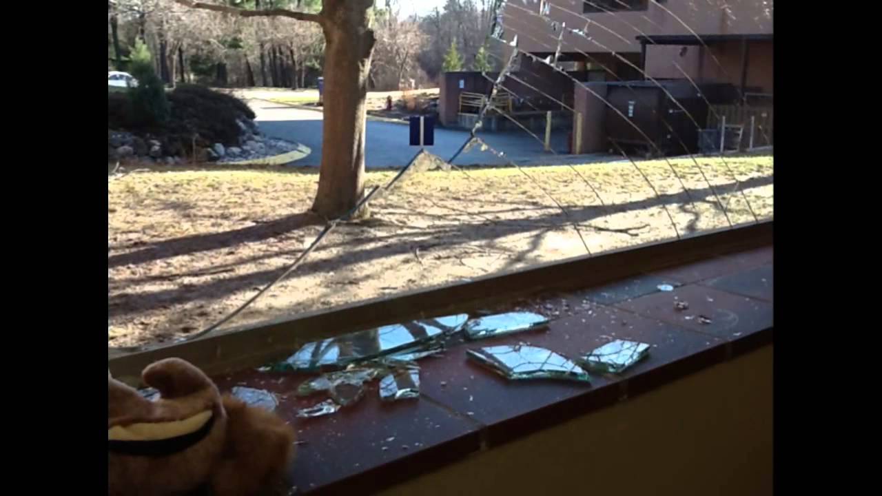 Deer caught on camera before and after crashing through window at ...