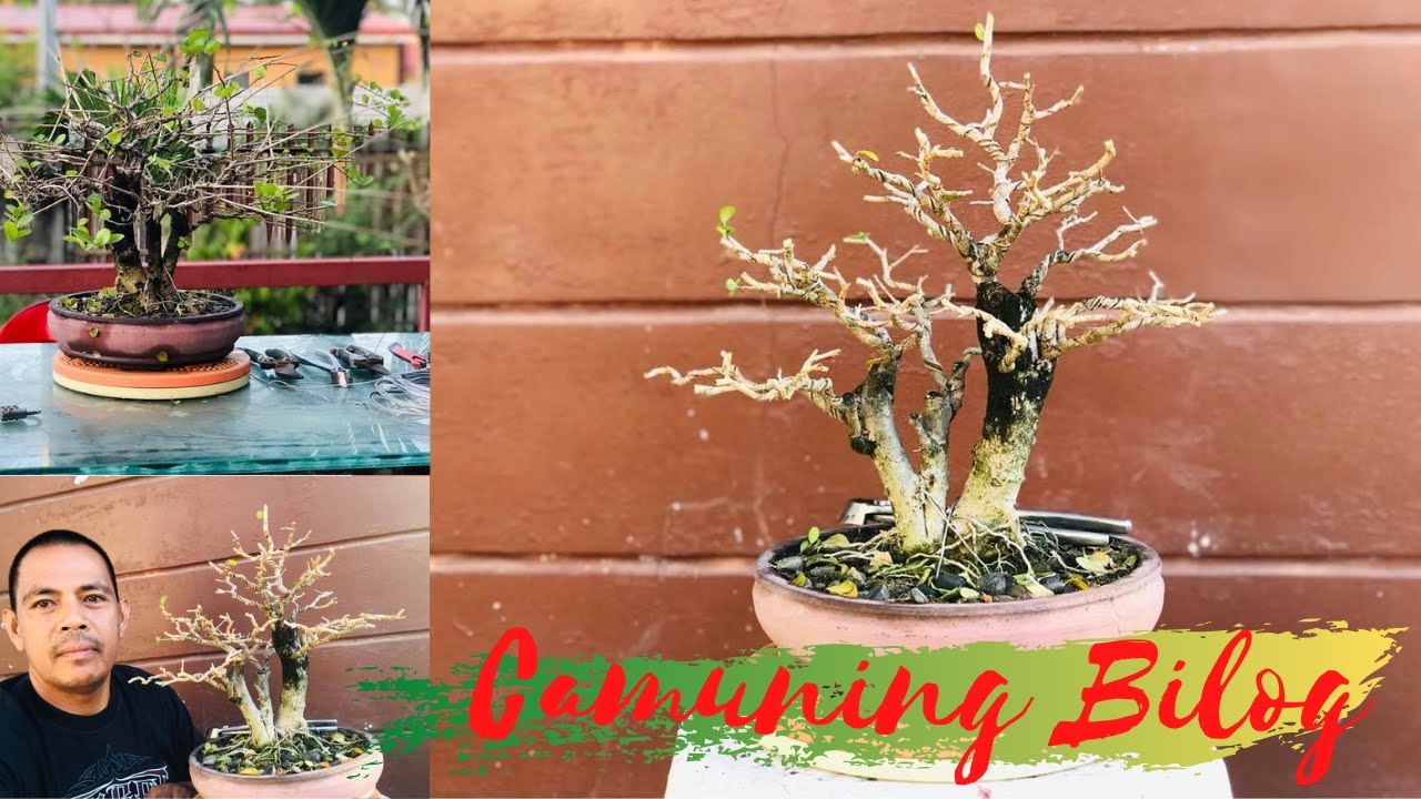 PAPAANO PANATILIHIN ANG GANDA NG ISANG BONSAI (KAMUNING BILOG/Murraya ...