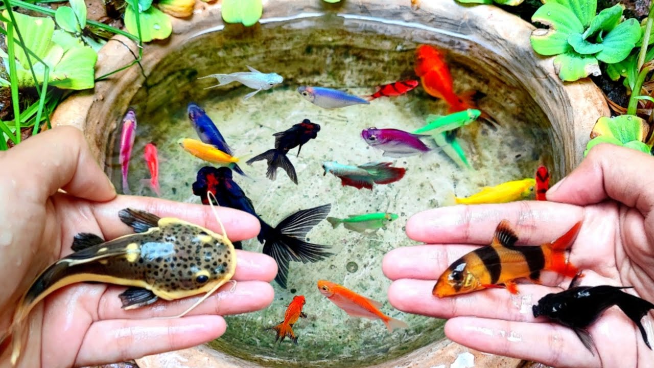 7:11 MINUTES CATCHING CUTE ORNAMENTAL FISH, GLOWFISH, BOTIA FISH ...
